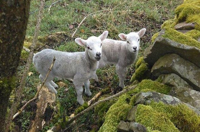 Herriot and Yorkshire Dales Day Trip from York - FAQ