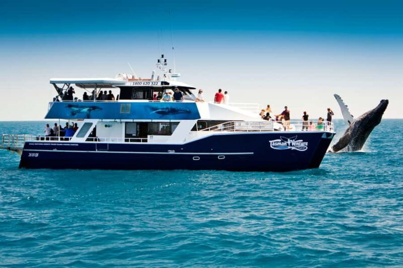 Hervey Bay 4-Hour Whale Watch Encounter - The Cruise: Hervey Bay & Beyond