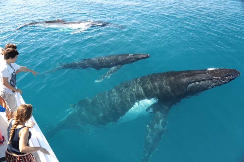 Hervey Bay 4-Hour Whale Watch Encounter - Food, Drinks & Comfort