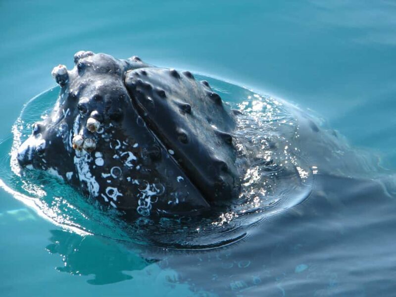 Hervey Bay 4-Hour Whale Watch Encounter - The Sights & Encounters