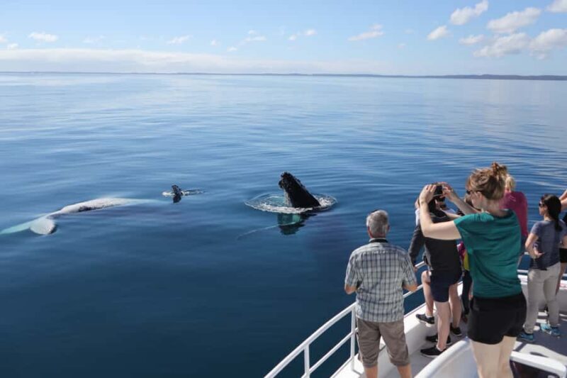 Hervey Bay 4-Hour Whale Watch Encounter - Weather & Season Considerations