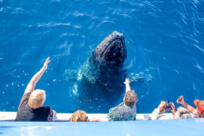 Hervey Bay 4-Hour Whale Watch Encounter - Pricing & Value