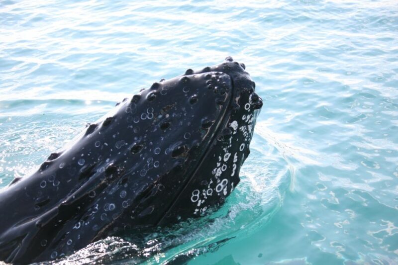 Hervey Bay 4-Hour Whale Watch Encounter - The Sum Up