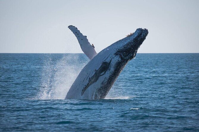 Hervey Bay: Best Value Half Day Whale Watching Cruise - The Itinerary in Detail