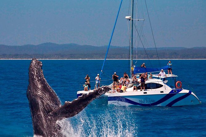 Hervey Bay: Best Value Half Day Whale Watching Cruise - Review Highlights from Past Travelers