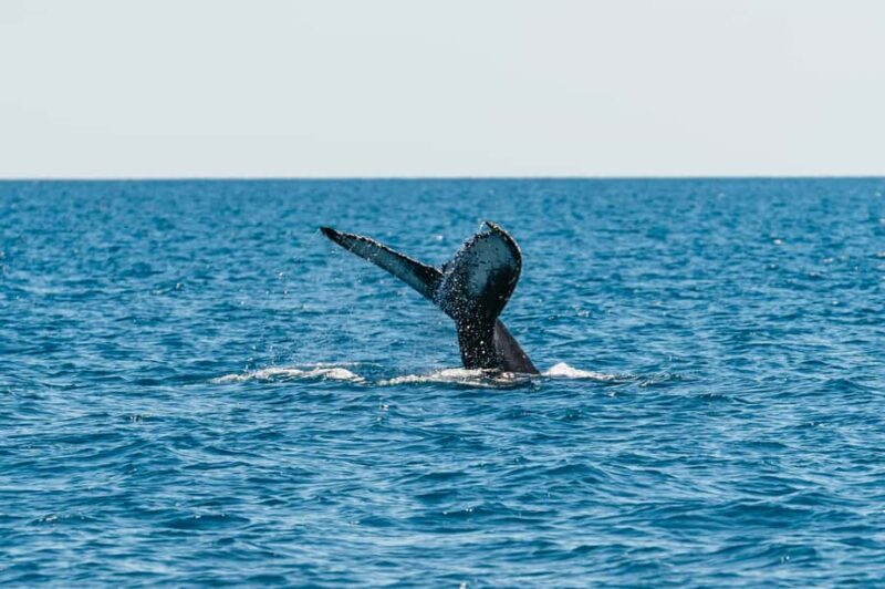 Hervey Bay: Exclusive Whale Watch Encounter - An Honest Look at the Whale Watch Experience