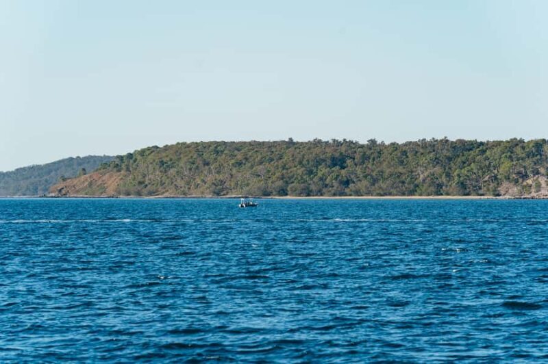 Hervey Bay: Exclusive Whale Watch Encounter - The Real Value of This Tour