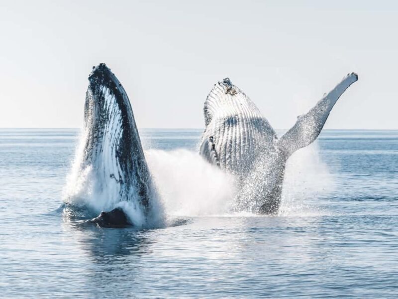 Hervey Bay: Half-Day Whale and Island Adventure by Boat - An In-Depth Look at the Tour Experience
