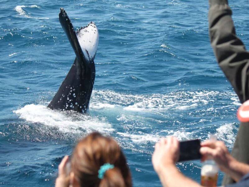 Hervey Bay: Half-Day Whale-Watching Cruise - An Honest Look at a Top Queensland Experience