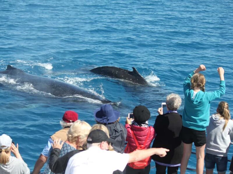 Hervey Bay: Half-Day Whale-Watching Cruise - FAQs