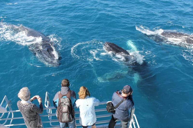 Hervey Bay: Half-Day Whale Watching Cruise - Who Should Book This Tour?