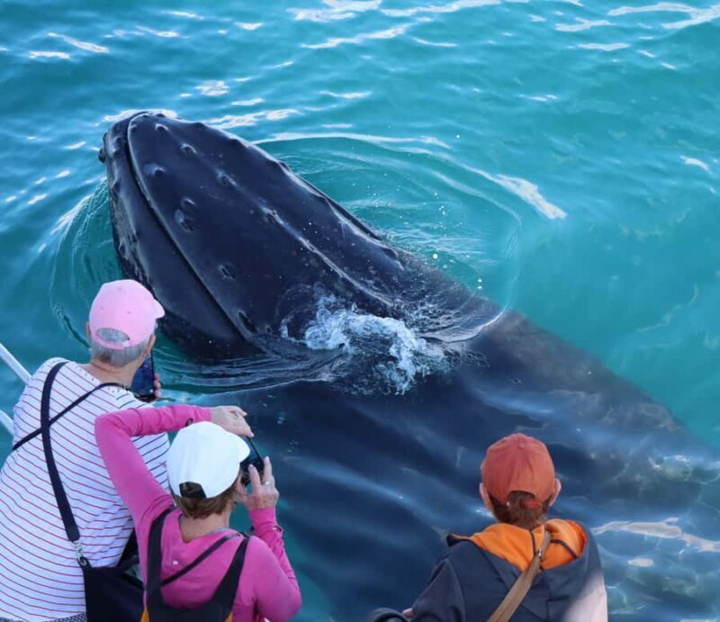Hervey Bay: Half-Day Whale Watching Cruise - Practical Details