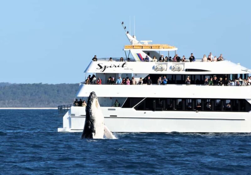 Hervey Bay: Half-Day Whale Watching Cruise - Frequently Asked Questions