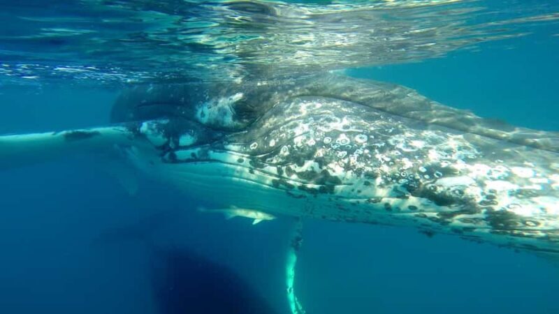 Hervey Bay: Half-Day Whale Watching Cruise - Final Thoughts