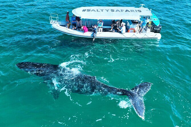 Hervey Bay: Half Day Whale watching & Island Stop Tour - The Itinerary: What to Expect and Why It Matters