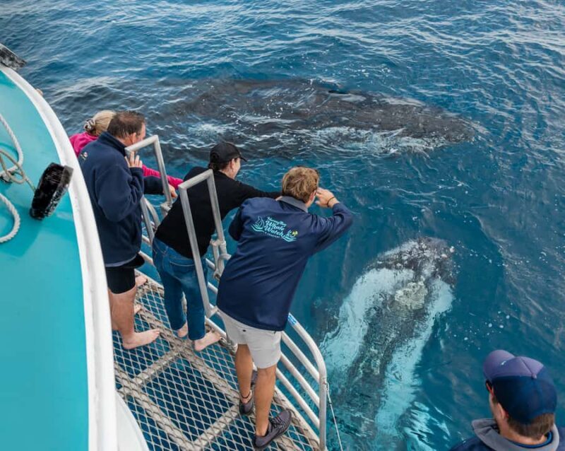 Hervey Bay: Humpback Whale-Watching Half-Day Cruise - Hervey Bay: Humpback Whale-Watching Half-Day Cruise