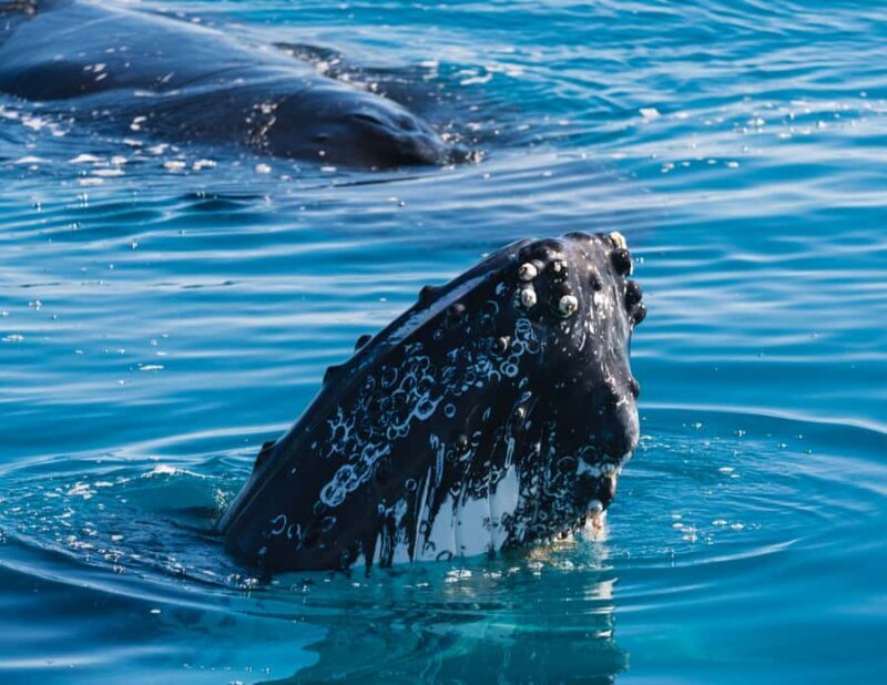 Hervey Bay: Humpback Whale-Watching Half-Day Cruise - The Experience: What to Expect on the Half-Day Whale-Watching Cruise