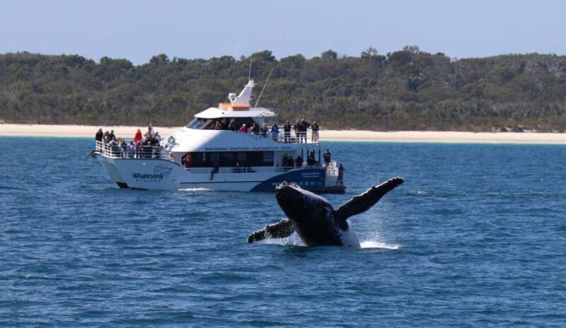 Hervey Bay: Pre-season Whale and Dolphin Watching Cruise - Key Points