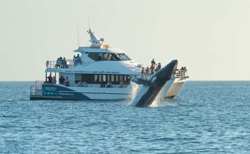 Hervey Bay: Pre-season Whale and Dolphin Watching Cruise - Price, Value, and Practicalities