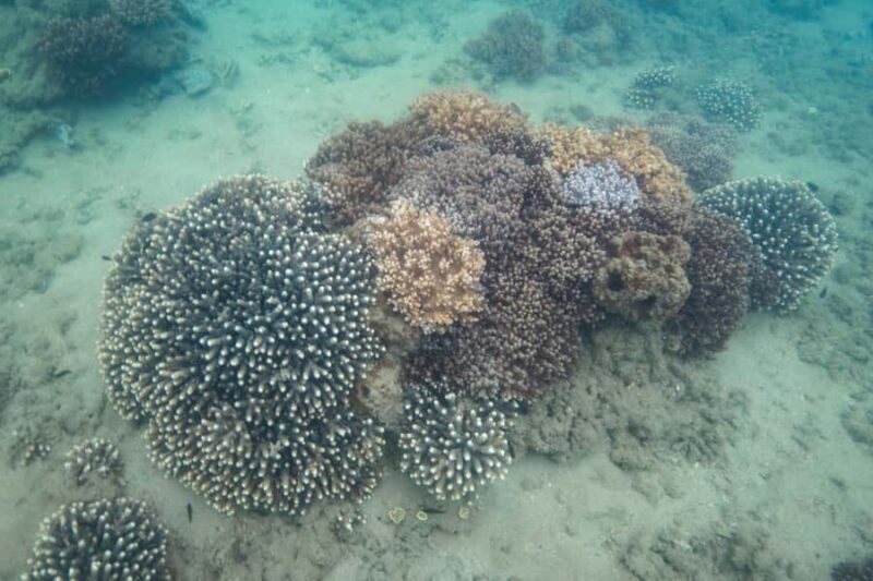 Hervey Bay: Turtle Discovery Eco Tour - FAQ