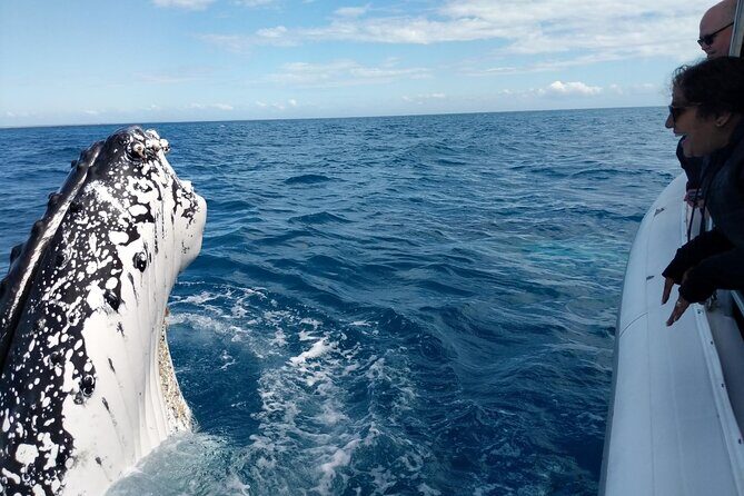 Hervey Bay Ultimate Whale Watching Cruise - An In-Depth Look at the Experience