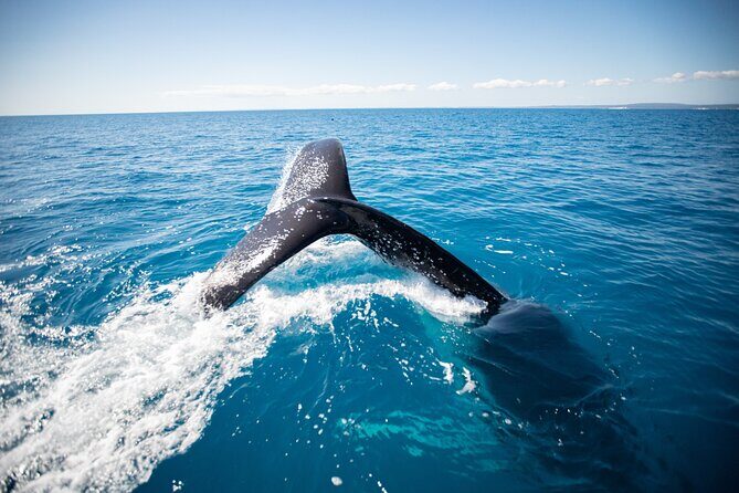 Hervey Bay Ultimate Whale Watching Cruise - The Sum Up