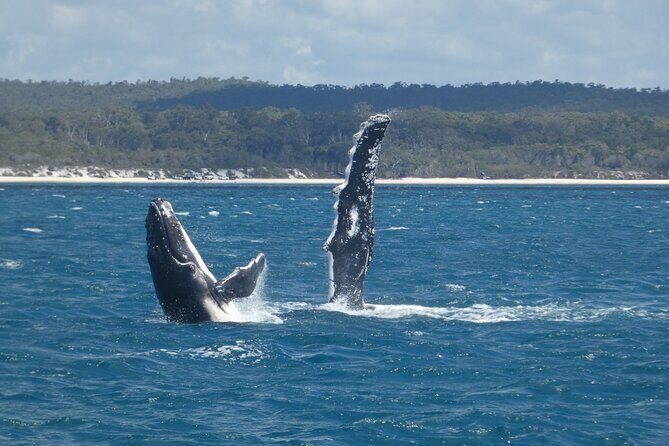 Hervey Bay Ultimate Whale Watching Cruise - FAQ