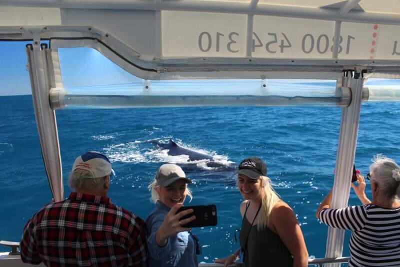 Hervey Bay: Ultimate Whale Watching Experience - The Experience: A Deep Dive into the Tour Itself