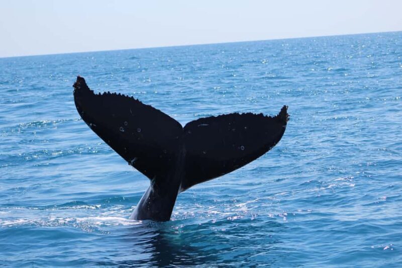 Hervey Bay: Ultimate Whale Watching Experience - Practical Tips for Travelers