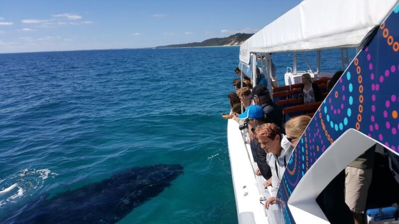 Hervey Bay: Ultimate Whale Watching Experience - The Sum Up