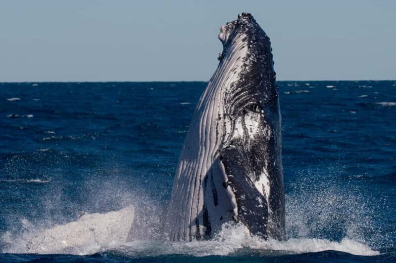 Hervey Bay: Ultimate Whale Watching Experience - FAQ