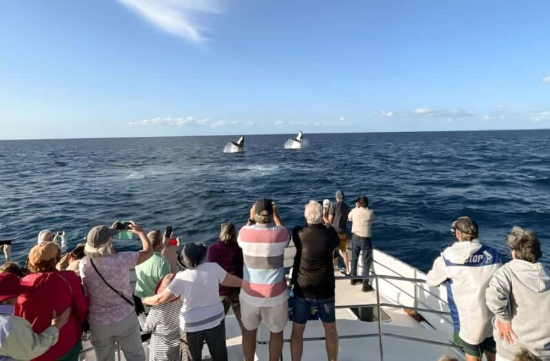 Hervey Bay Whale Odyssey Cruise - Comfort and Facilities