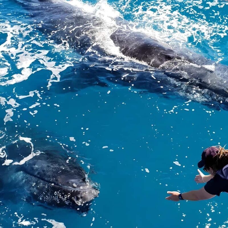 Hervey Bay Whale Odyssey Cruise - The Value for Money