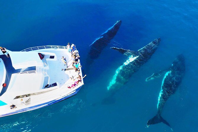Hervey Bay Whale Watching Cruise - Hervey Bay Whale Watching Cruise: An In-Depth Look