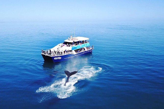 Hervey Bay Whale Watching Cruise - Key Points