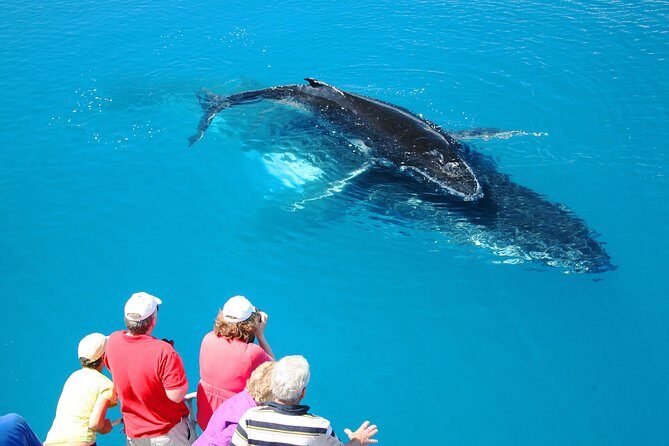 Hervey Bay Whale Watching Cruise - The Itinerary in Detail