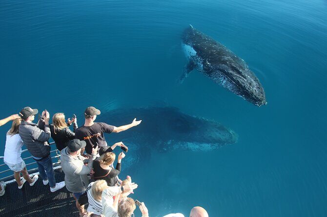 Hervey Bay Whale Watching Cruise - Why This Tour Delivers Value