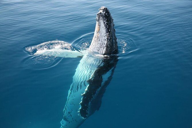 Hervey Bay Whale Watching Cruise - FAQ