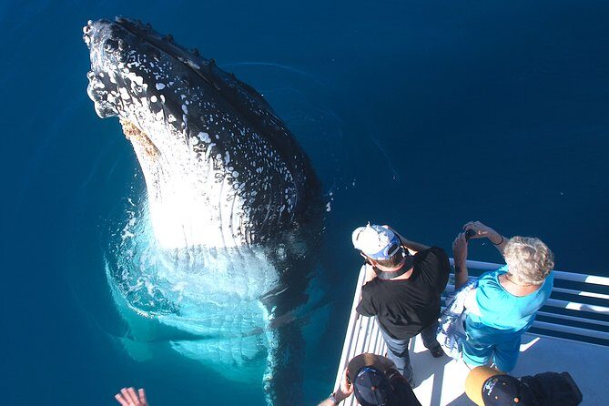 Hervey Bay Whale Watching Experience - Introduction to the Hervey Bay Whale Watching Tour