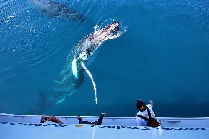 Hervey Bay Whale Watching Experience - Final Thoughts
