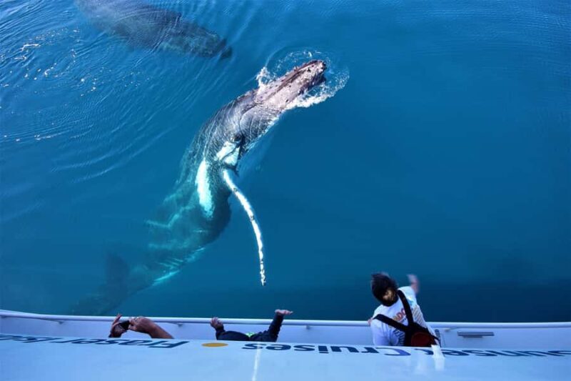 Hervey Bay: Whalesong's Half-Day Whale Watching Cruise& Meal - The Itinerary and What You Can Expect