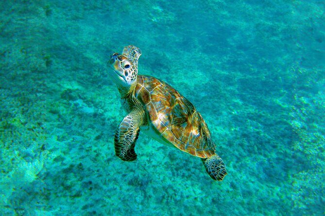 Hidden Cenote Swim: Snorkeling, Sea Turtles and Beachside Lunch - FAQ  