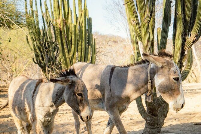 Hidden Gems of Sierra Laguna: El Triunfo and Natural Springs. - Why This Tour Offers Excellent Value