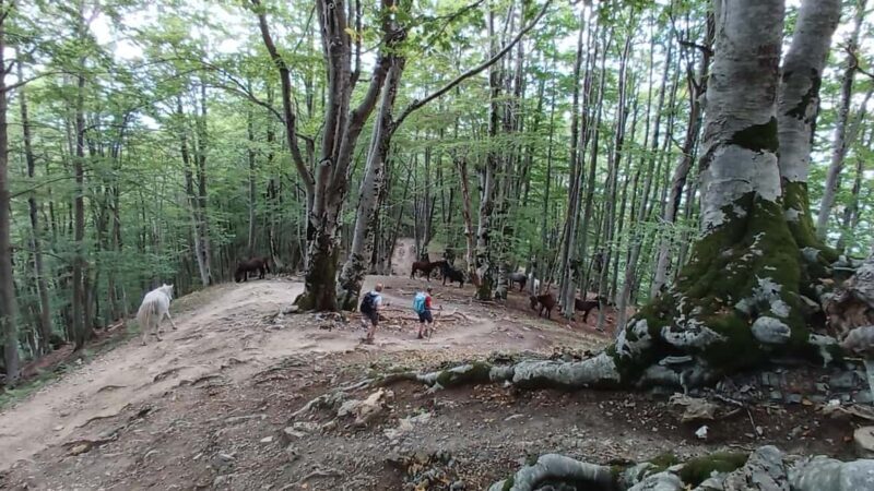 Hidden Gems of Theth:Private Day Tour to Waterfall &Blue Eye - Who Will Love This Tour?