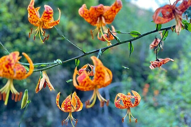 Hidden Grotto Waterfall eMTB & Hiking Adventure Malibu (Beginner) - FAQs