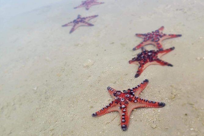 Hideaway Island Escape, Blue Lagoon and Turtle Experience - Who Should Consider This Tour?