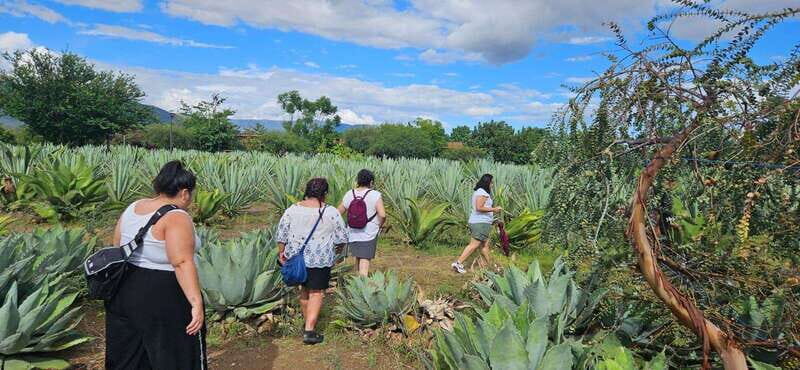 Hierve el agua: A Day of Adventure, Culture, and Flavor - Key Points