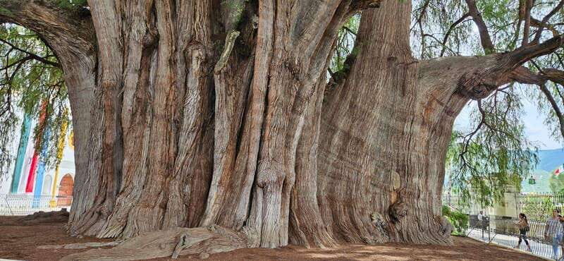 Hierve el agua: A Day of Adventure, Culture, and Flavor - Exploring the Day in Detail