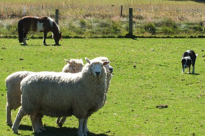 High Country Discovery Tour from Queenstown - Key Points