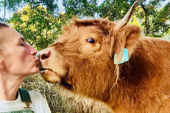 Highland Cow Experience - Key Points